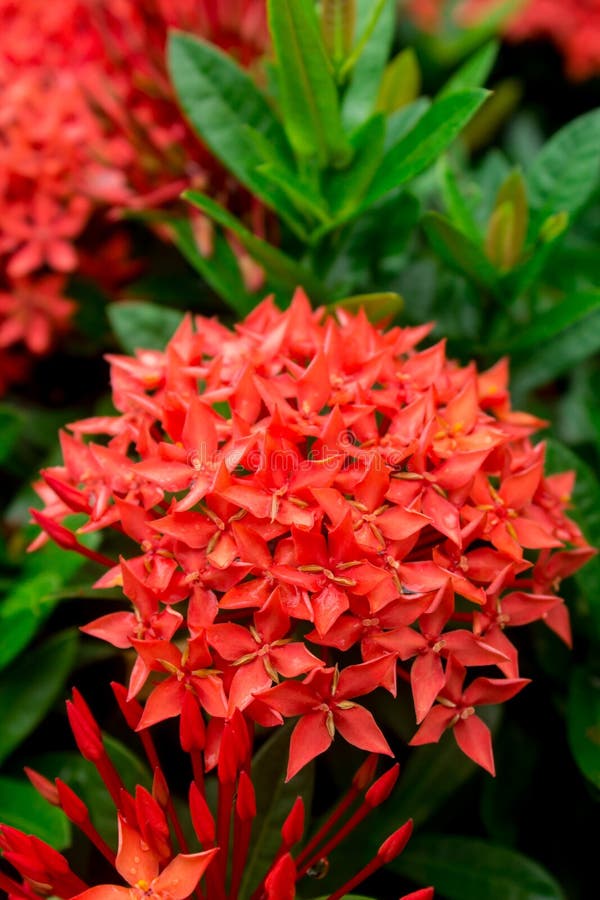 Red Spike Flower Ixora is Blooming Stock Image - Image of floral ...