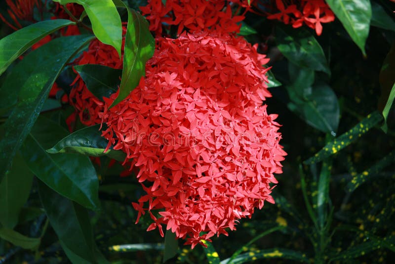 Red Spike Flower, Ixora Flower Blooming in the Garden Stock Image ...