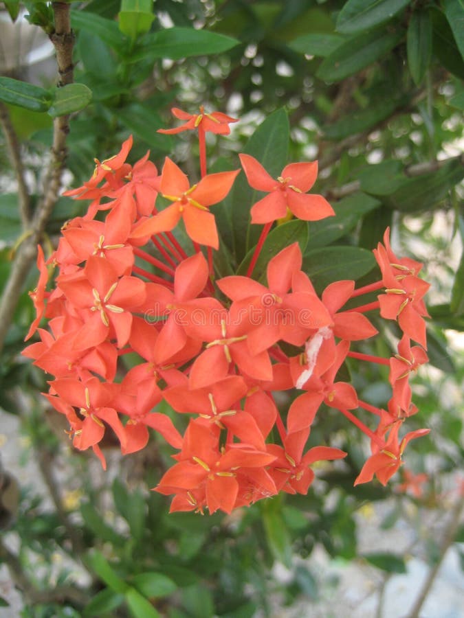 Red spike flower stock photo. Image of delicate, flower - 82755280