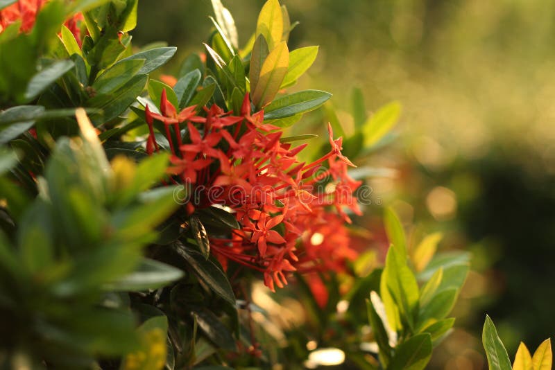 Red spike flower stock image. Image of background, chinensis - 113740125