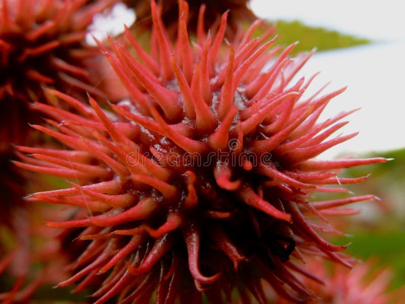 Red Spike Seed Pod stock image. Image of detail, nature - 95059209