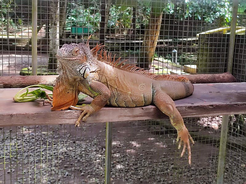 Red Spiky Iguana Lizard Sunbathing in the Morning Stock Image - Image ...