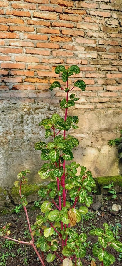 Red Spinach is a Beautiful and Nutritious Leafy Green, Perfect for ...