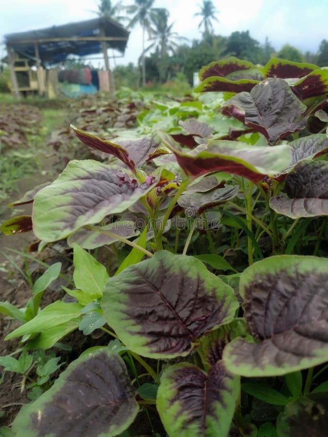 Red spinach in a garden stock photo. Image of herb, produce - 265671762