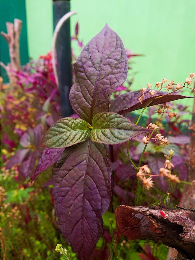 Red Spinach Growing in Office Garden Stock Photo - Image of growing ...