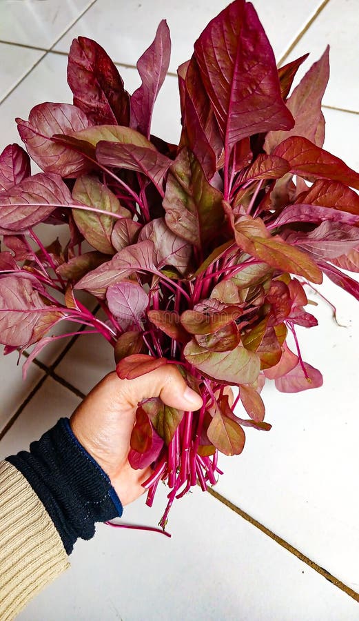 Red Spinach in Hand. Indonesia August 2024 Stock Photo - Image of ...