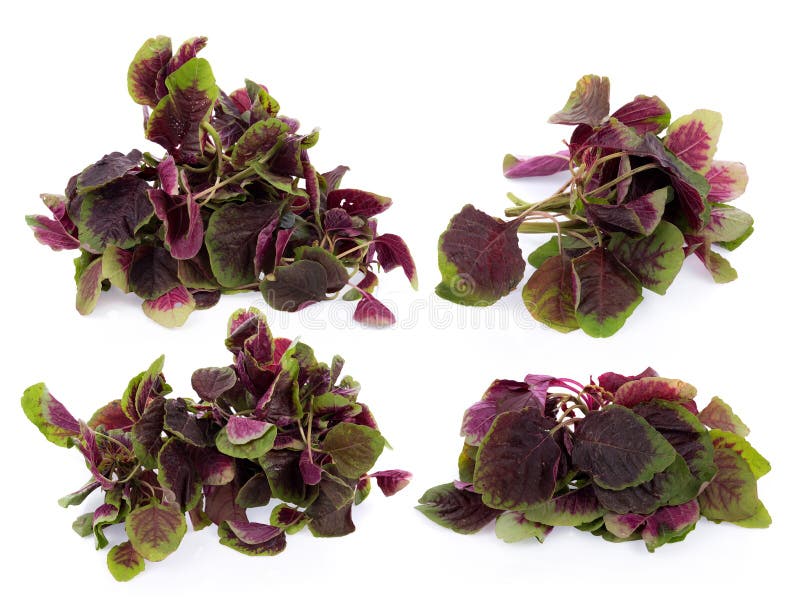 Red Spinach Isolated on White Background Stock Photo - Image of ...
