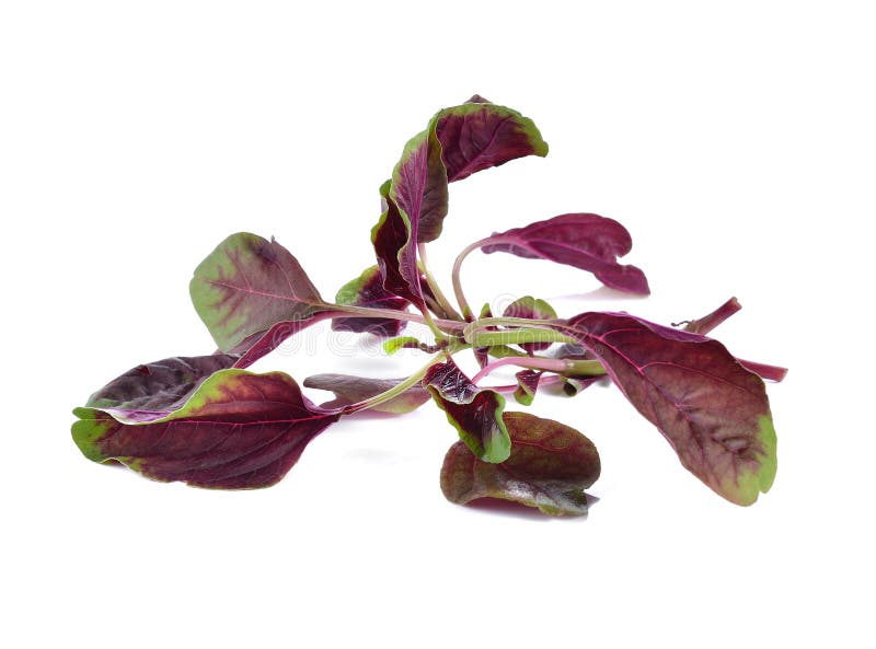 Red Spinach Isolated on White Background Stock Photo - Image of ...