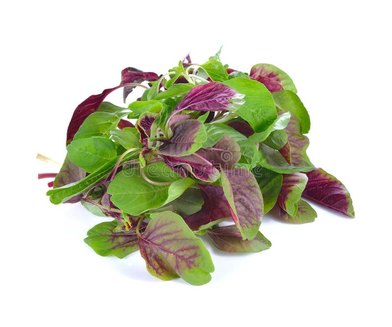 Red Spinach Isolated on White Background Stock Photo - Image of ...
