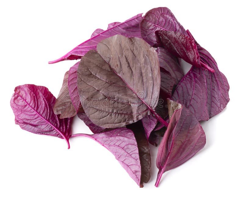 Red Spinach Isolated on a White Background Stock Photo - Image of ...