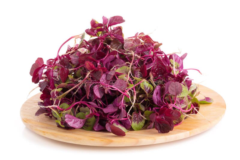 Red Spinach Isolated on White Background. Stock Image - Image of ...