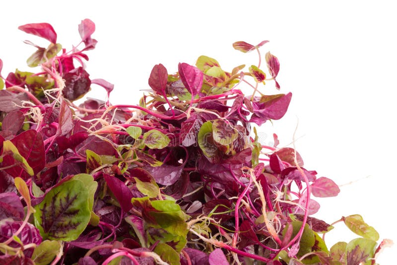 Red Spinach Isolated on White Background. Stock Photo - Image of white ...