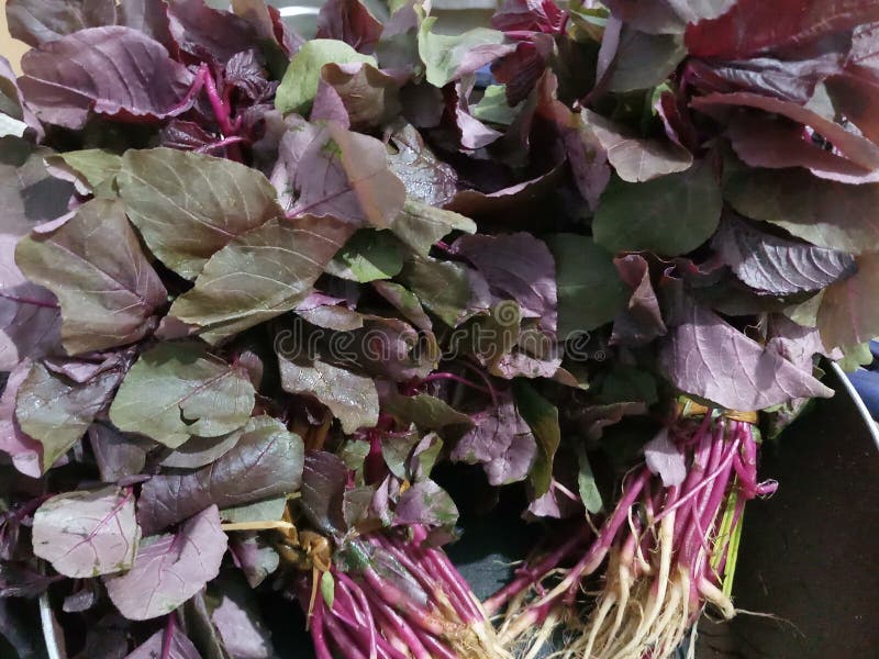 Red Spinach Leafy Vegetables in a Kitchen in India Stock Photo - Image ...