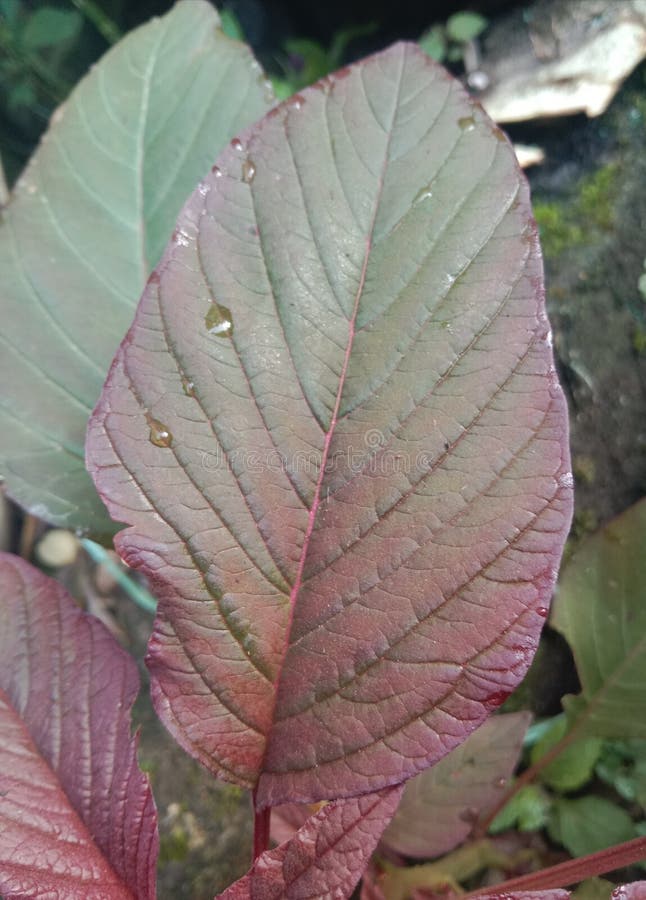 Red Spinach Leaves Growing in the Yard Stock Photo - Image of spinach ...
