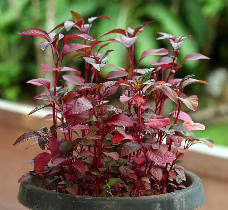 Red Spinach in a Pot, Also Known As Red Amaranth Stock Photo - Image of ...