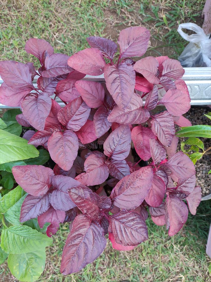 Red spinach urban farming stock image. Image of pink - 227253397