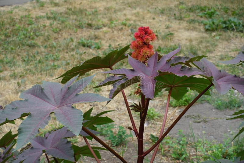 Red Spiny Seed Capsules in the Leafage of Castor Oil Plant in August ...