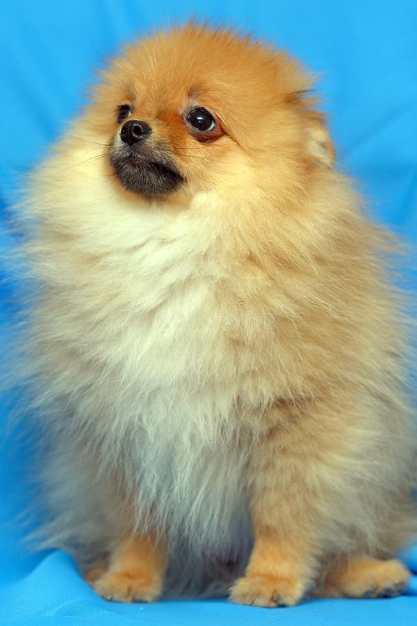 Red Spitz on a Blue Background Stock Image - Image of background, furry ...