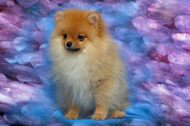 Red Spitz on a Blue Background Stock Photo - Image of beautiful, cute ...