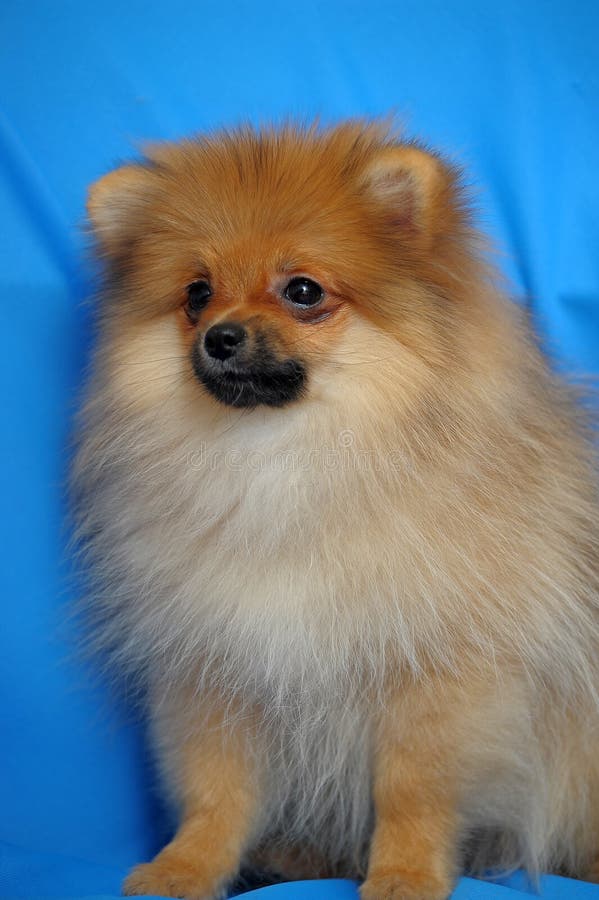 Red Spitz on a Blue Background Stock Photo - Image of portrait, animal ...
