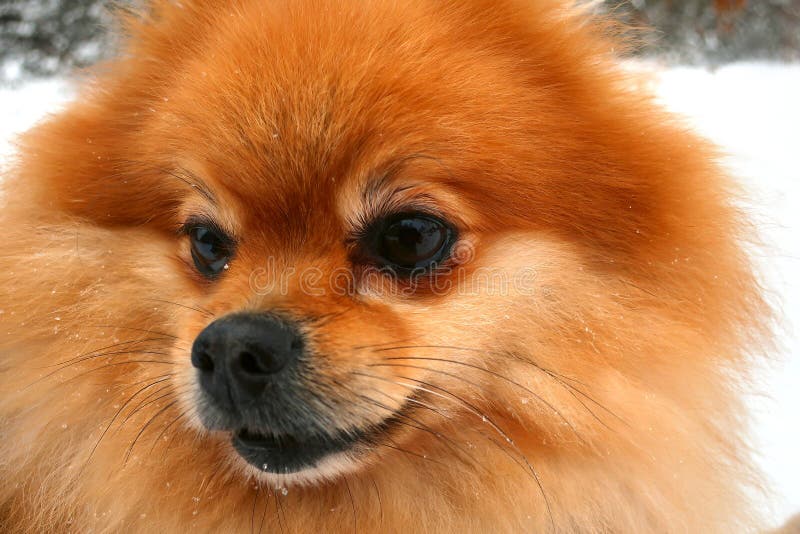 Spitz Porter Stock Photos - Free & Royalty-Free Stock Photos from ...