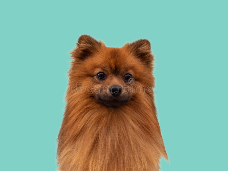 Red Spitz Dog Breed Isolated on Blue Background. Stock Photo - Image of ...