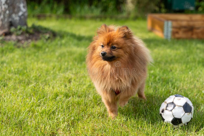 A Red Spitz Dog Plays on the Grass with a Ball. Stock Image - Image of ...