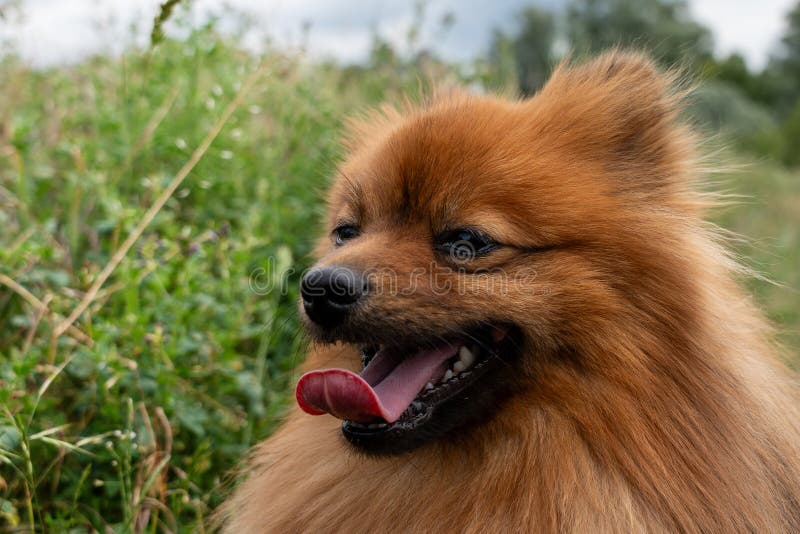 Red Spitz Dog for a Walk in the Park. Stock Photo - Image of happiness ...