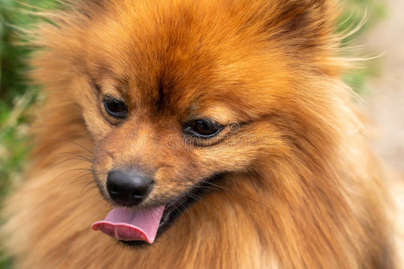 Red Spitz Dog for a Walk in the Park. Stock Image - Image of beautiful ...