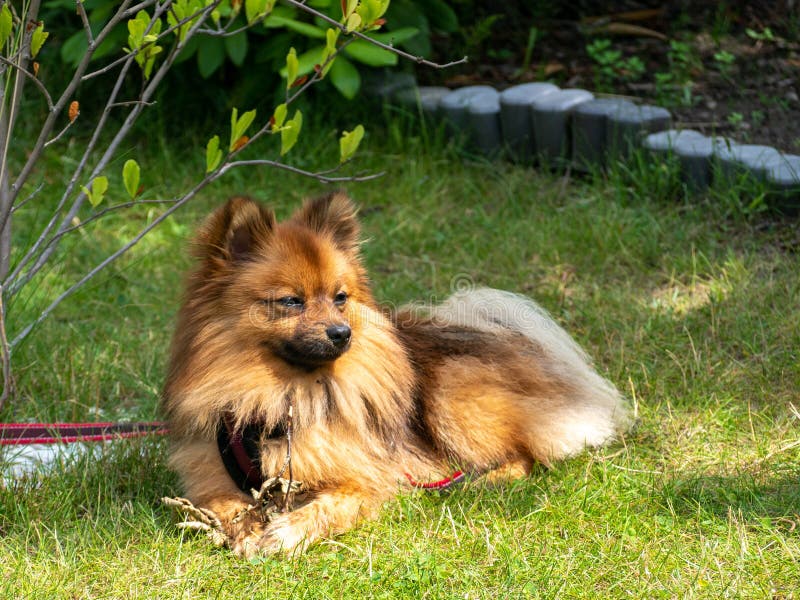 Red Spitz on the lawn. stock image. Image of pedigree - 250282645