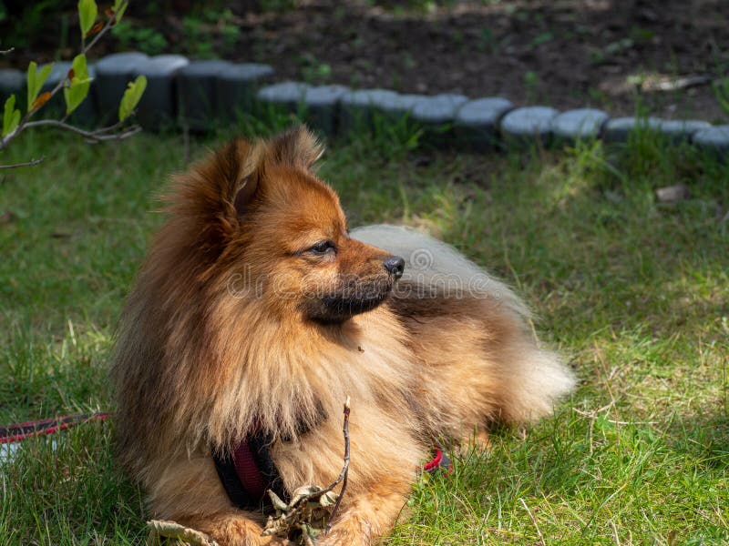 Red Spitz on the lawn. stock image. Image of doggy, lawn - 250282935