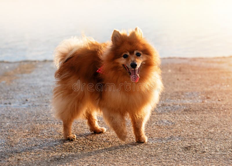 Red Spitz Pomeranian Standing on the Lake Shore Stock Image - Image of ...