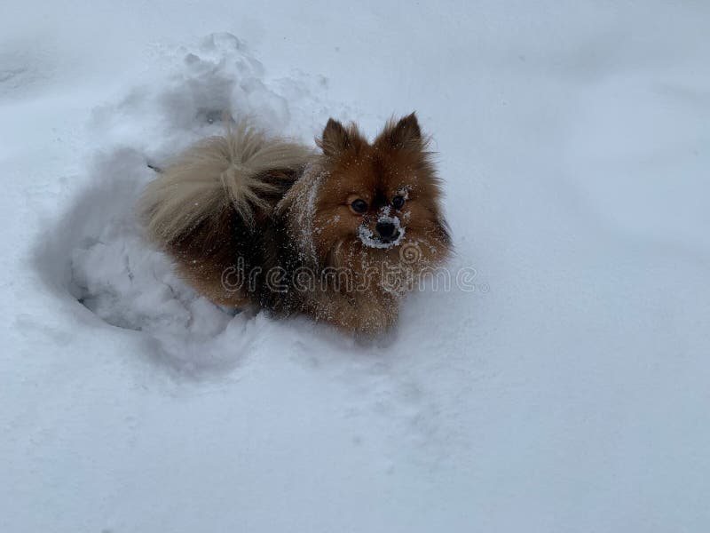 Red Spitz in the Snow with a Cute Snowy Muzzle. Stock Image - Image of ...