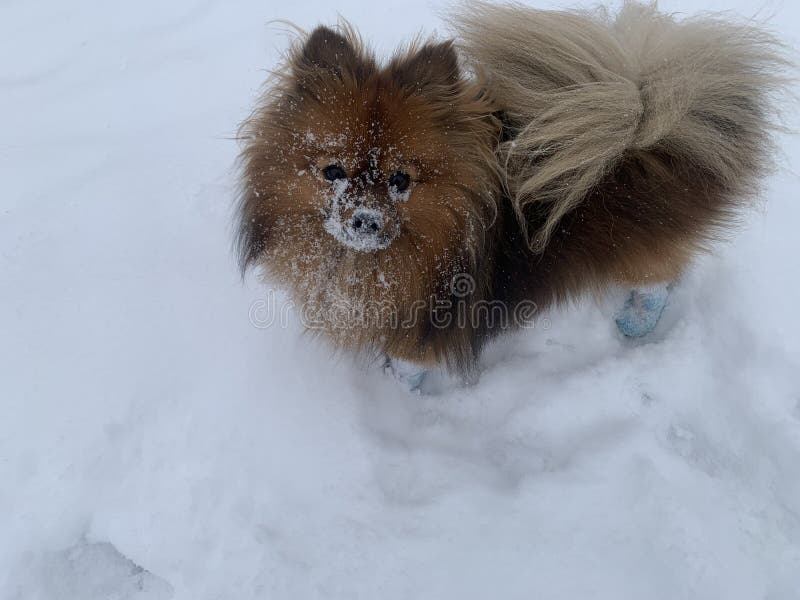 Red Spitz in the Snow with a Cute Snowy Muzzle. Stock Photo - Image of ...