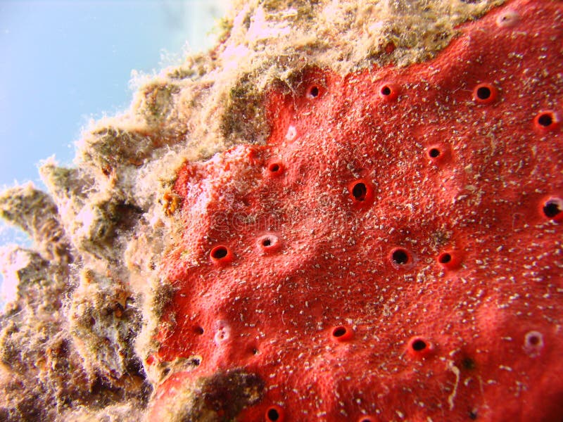 Hands up stock photo. Image of argentina, sapiens, archaeological - 192452