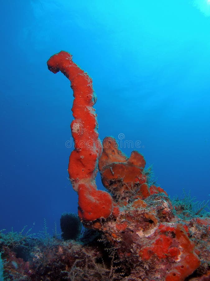 Red Sponge Picture. Image: 6395284
