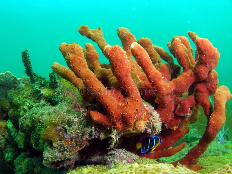 Red Sponge Coral stock image. Image of environmental, diver - 6315881