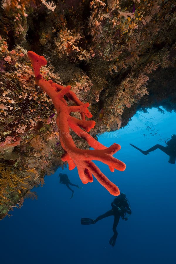 Red Sponge and Divers in the Red Sea. Stock Image - Image of life ...