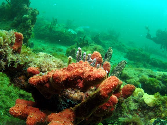 Red sponge and sea rod stock image. Image of adventure - 6109689