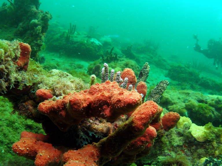 Red sponge and sea rod stock image. Image of adventure - 6109689