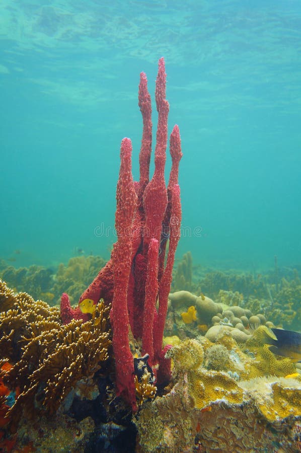 Rope Sponge and Colorful Tropical Fish Stock Image - Image of sponge ...
