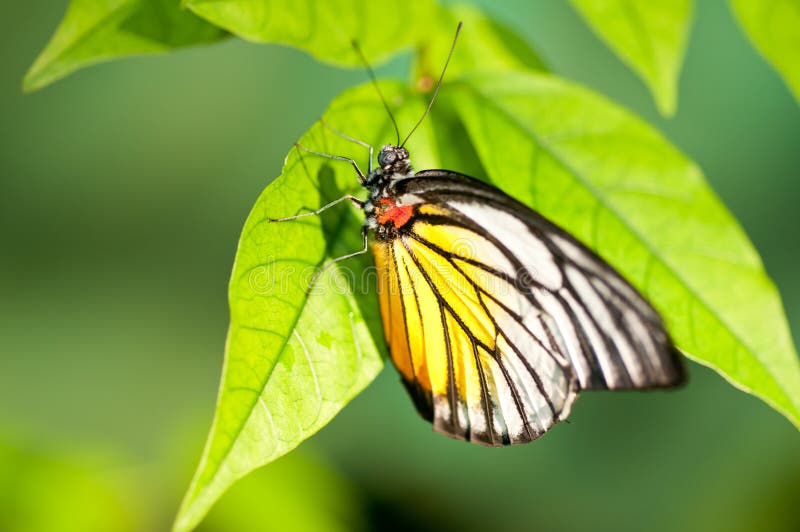 Red Spot Sawtooth Butterfly Close Up on a Leaf Stock Photo - Image of ...