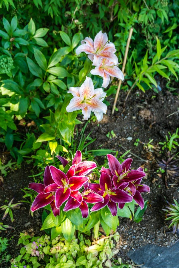 Red and Spotted Flowers stock image. Image of summer - 193319207