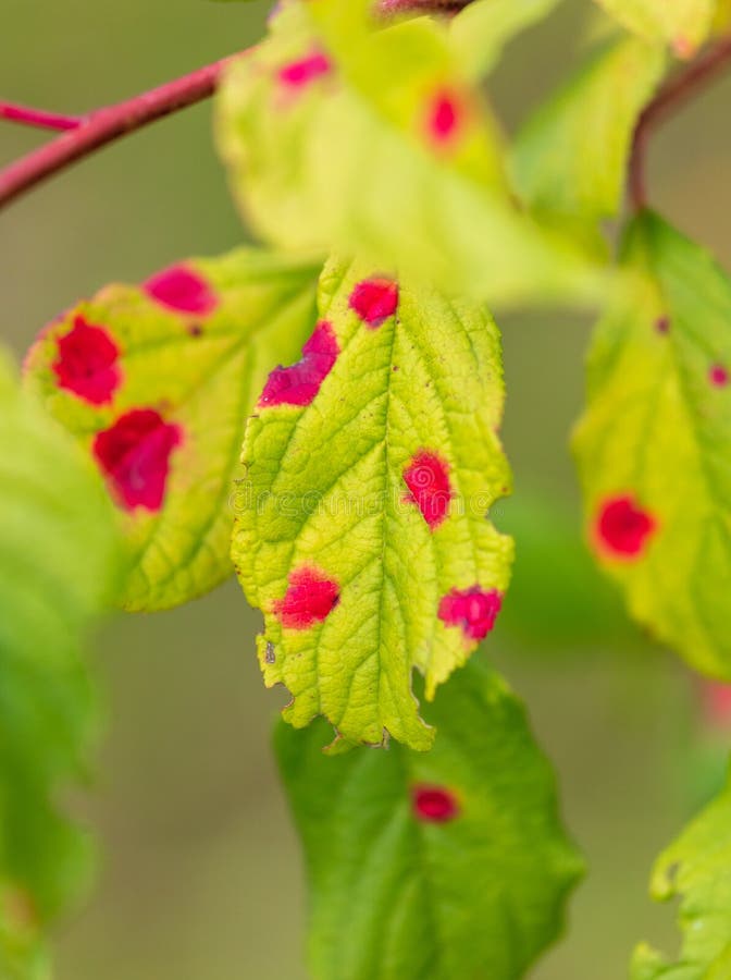Red Spots on the Green Leaves of the Plant Stock Image - Image of ...