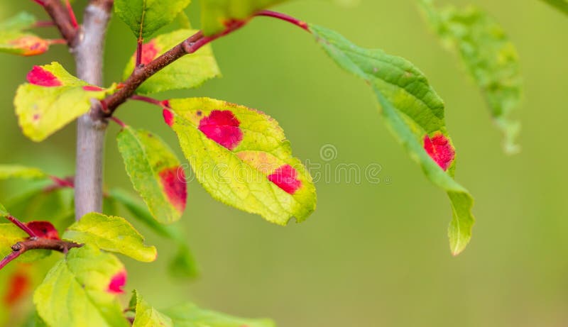 Red Spots on the Green Leaves of the Plant Stock Image - Image of ...