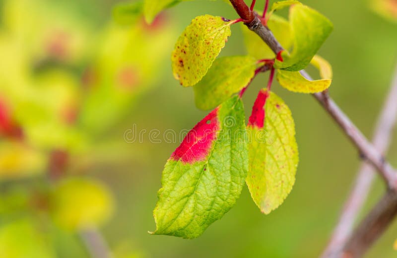 Red Spots on the Green Leaves of the Plant. Stock Photo - Image of ...