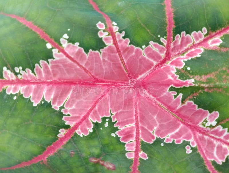 Red spots on taro leaves stock photo. Image of plant - 265218724
