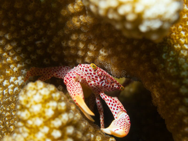 Red-spotted Coral Crab stock image. Image of rufopunctata - 33093909