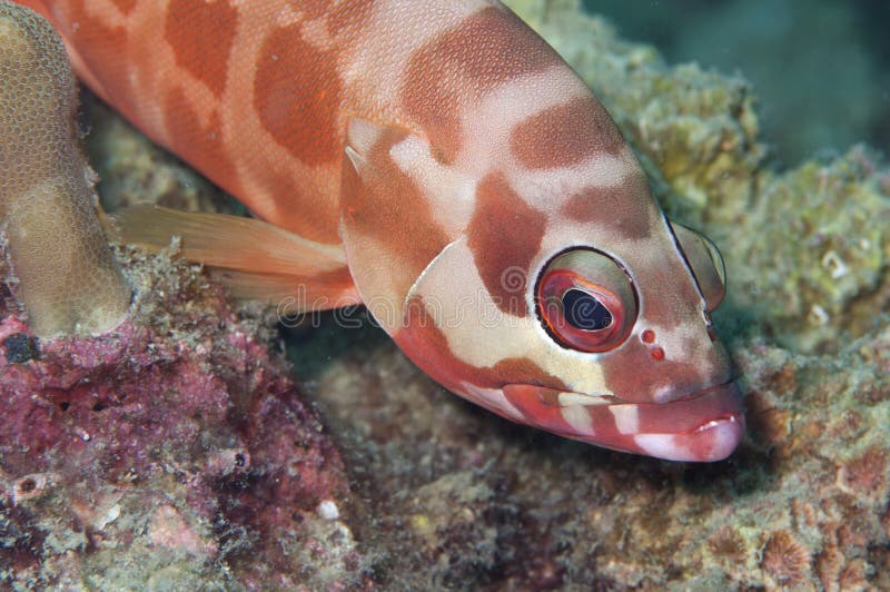 Red-spotted coral fish stock photo. Image of liveaboard - 17055394