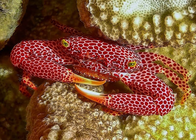 Red-spotted Coral Crab stock photo. Image of crustacean - 2760664 Red-spotted Coral Crab stock photo. Image of crustacean - 2760664
